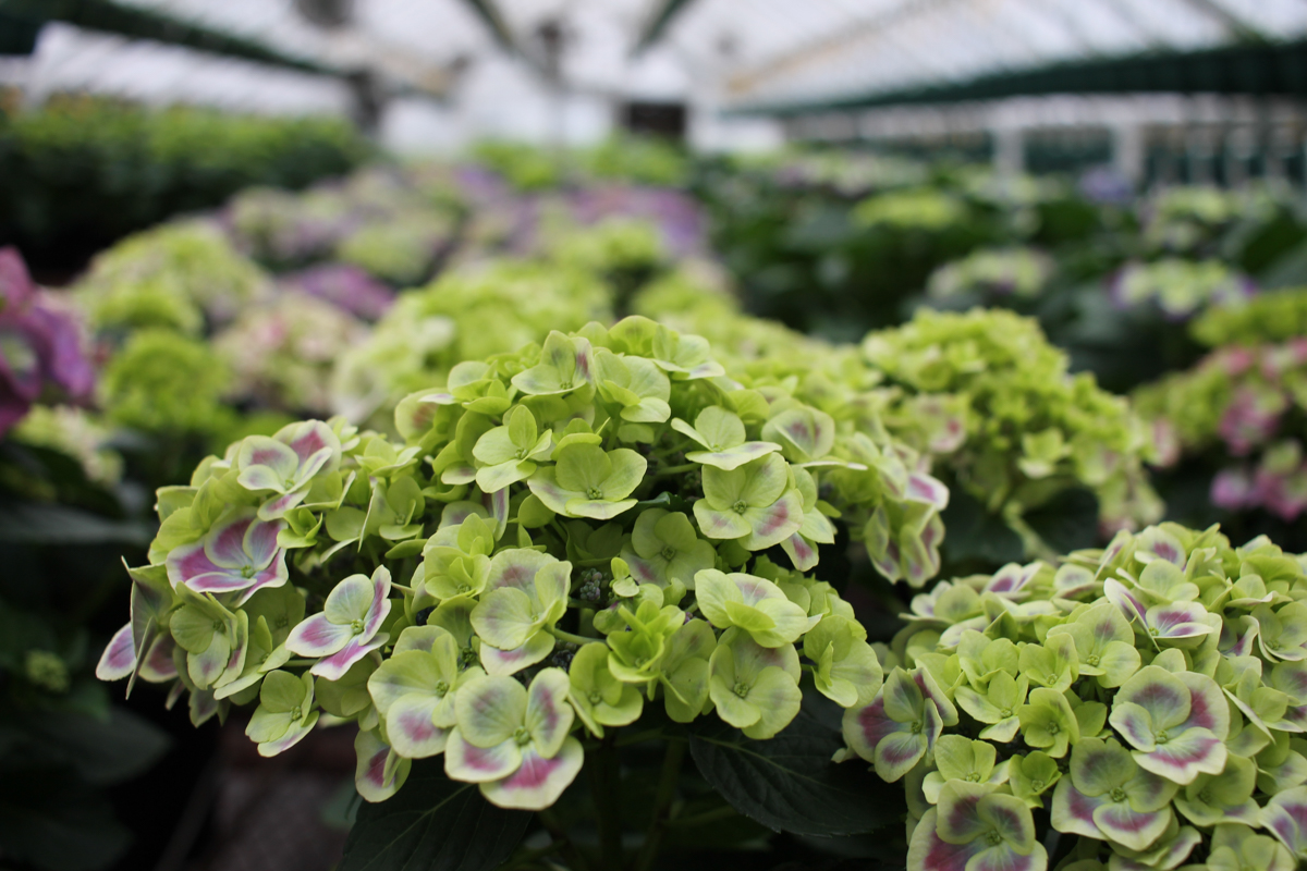 Our Homegrown Hydrangea - Currans Flowers