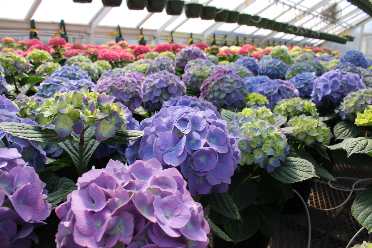 Freshest Easter Flowers - Locally Grown Hydrangea & Lilies - Currans ...