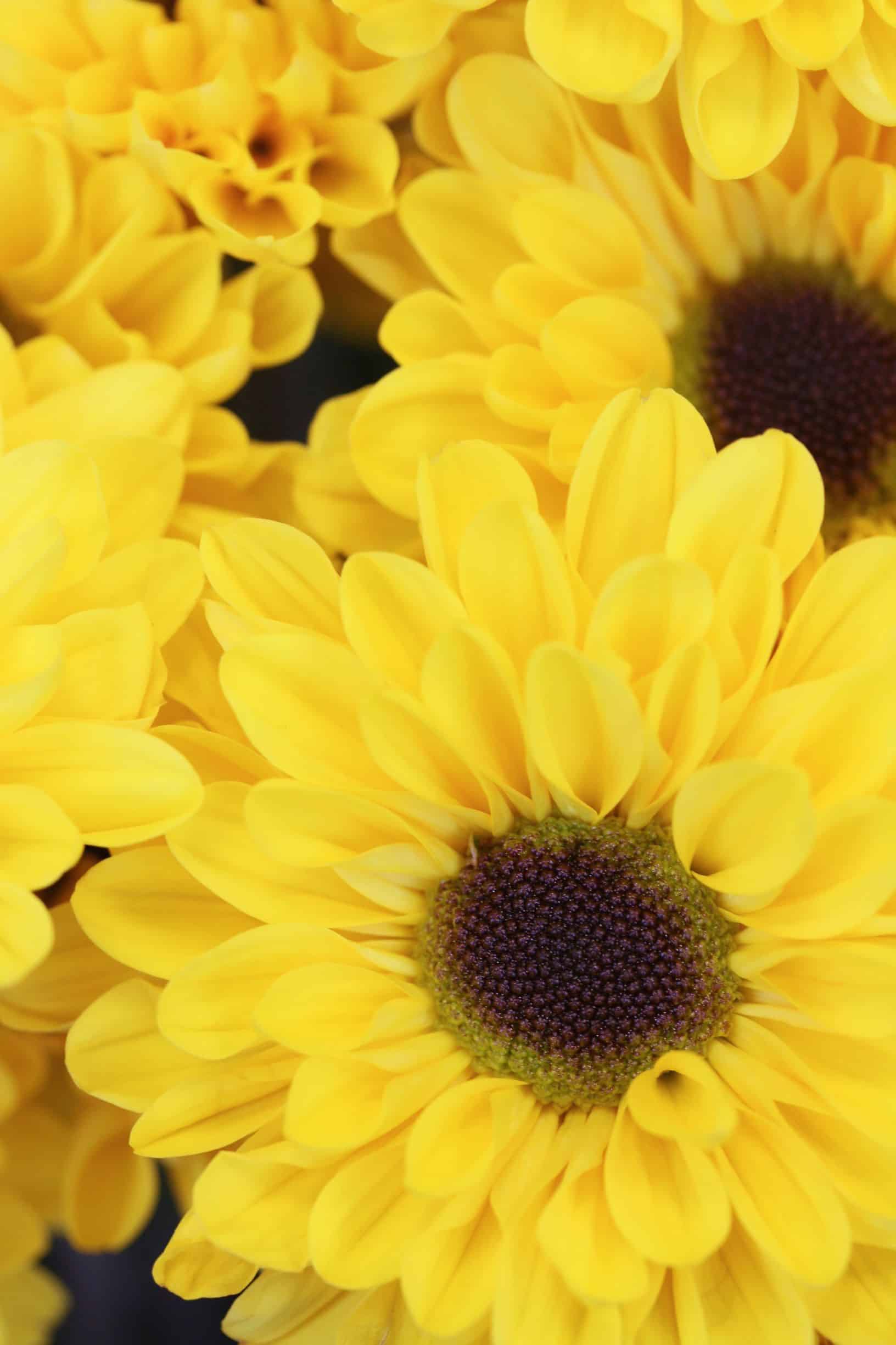 Discover How Easy and Beautiful Mums Can Be - Currans Flowers